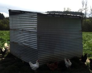 Metal Siding on Chicken Coops - Robert Plamondon's Rural Life